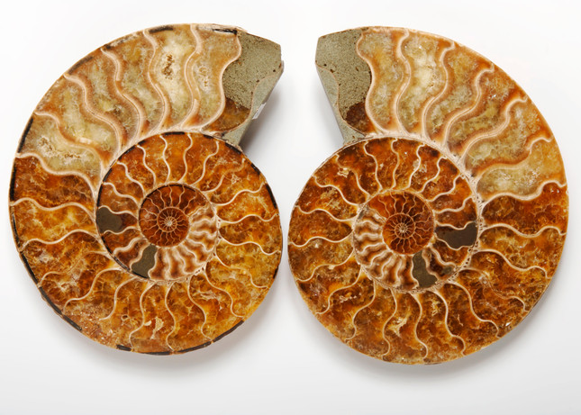 Edinburgh's Best Shopping: Mr Wood’s Fossils - Dickins